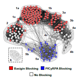 New preprint on the antigenic landscape of RH5 now available! | Draper Lab