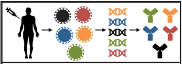 Human antibody response to vaccination | Draper Lab